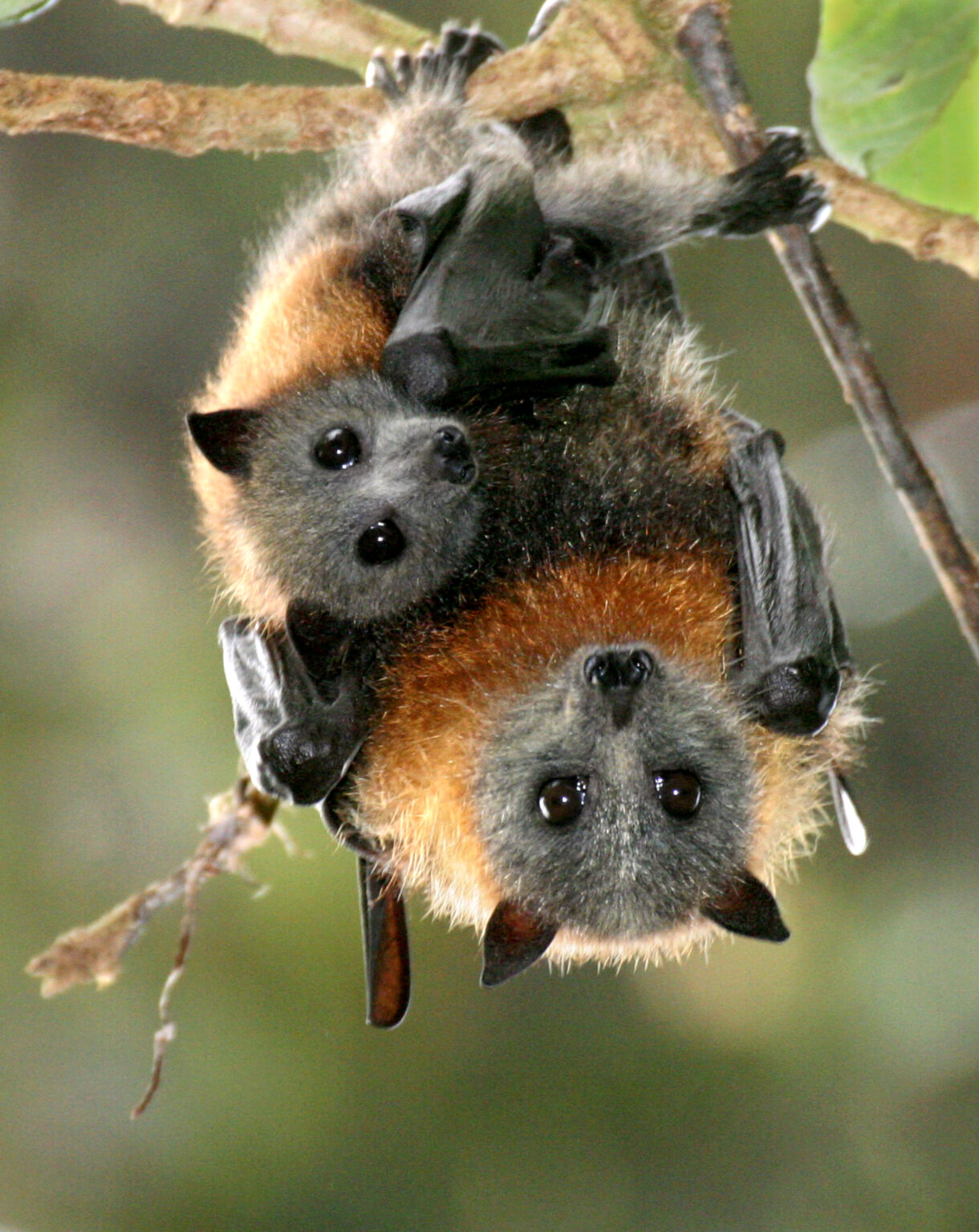 Protecting Grey-headed Flying-fox camps and foraging resources in the ...